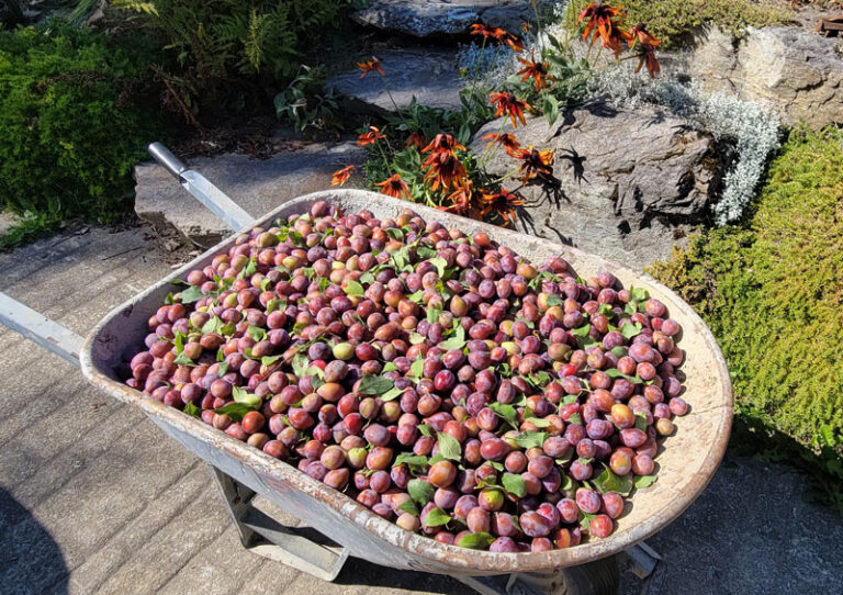 Gleaning Project - Revelstoke Bear Aware Society