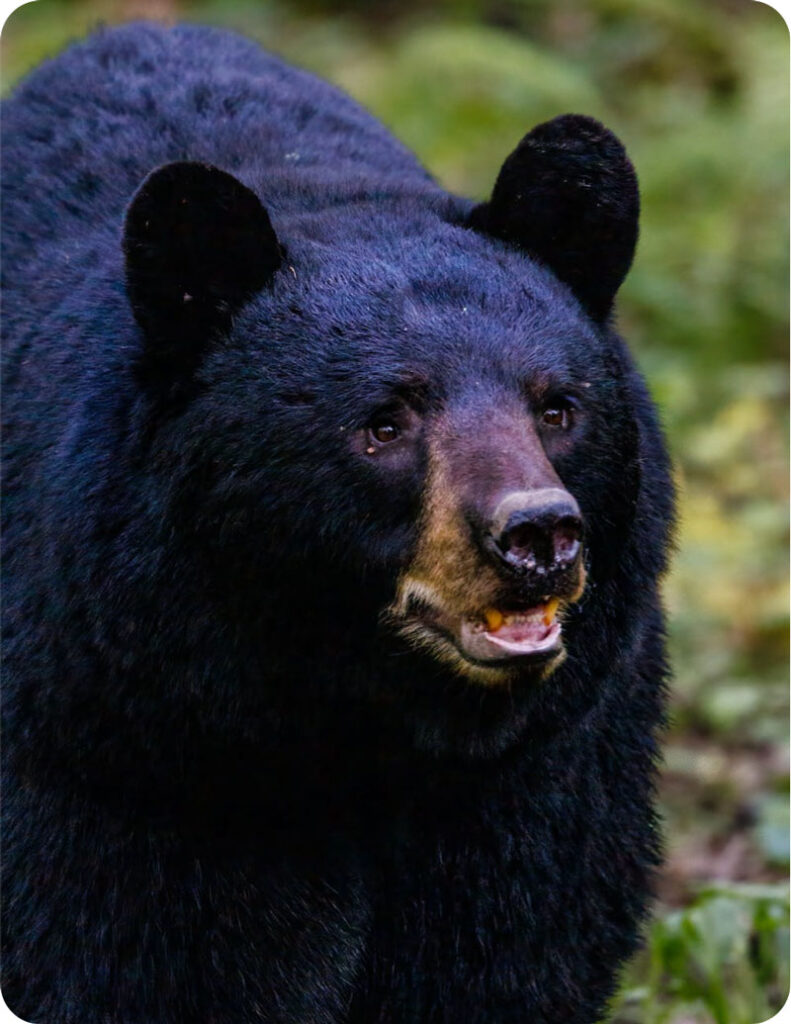 Identifying bears - Revelstoke Bear Aware Society