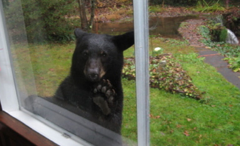 Encountering bears - Revelstoke Bear Aware Society
