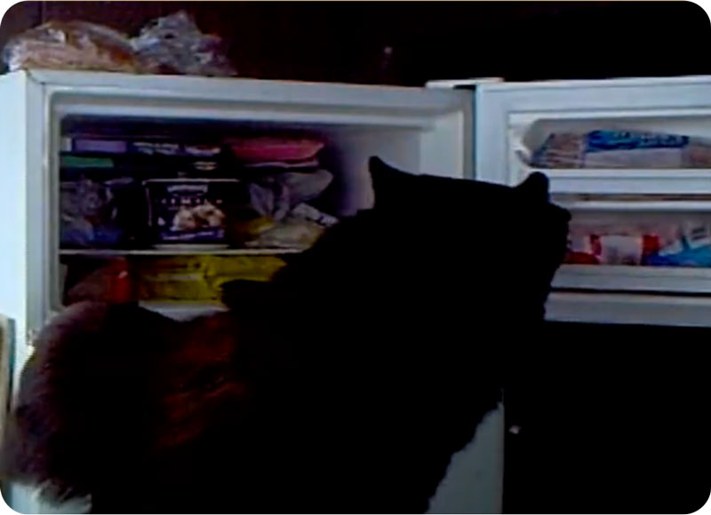 Food storage & grills - Revelstoke Bear Aware Society