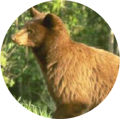 Bears - Revelstoke Bear Aware Society