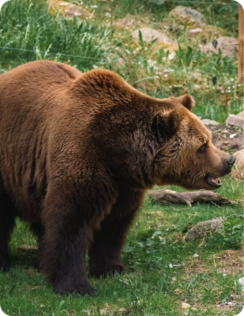 Identifying bears - Revelstoke Bear Aware Society