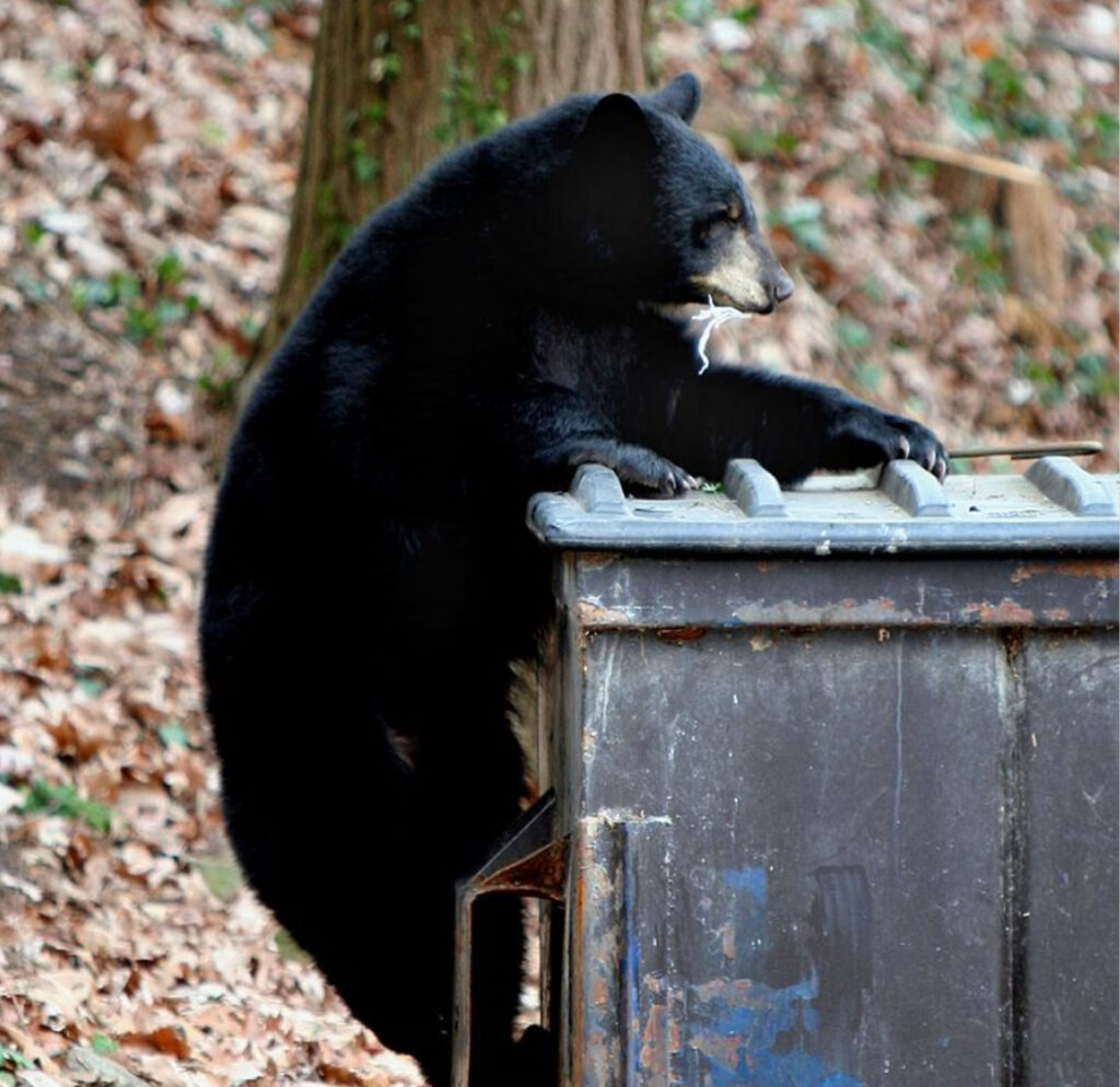 Garbage & bins - Revelstoke Bear Aware Society