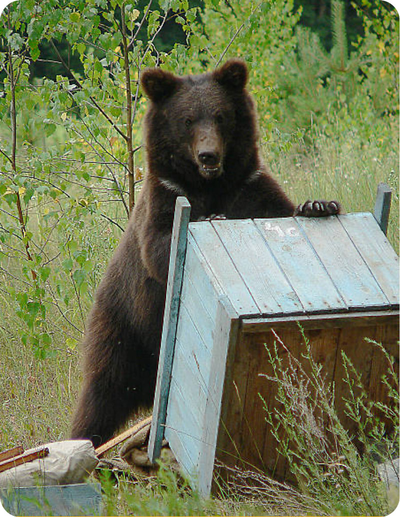 Pets & animals - Revelstoke Bear Aware Society