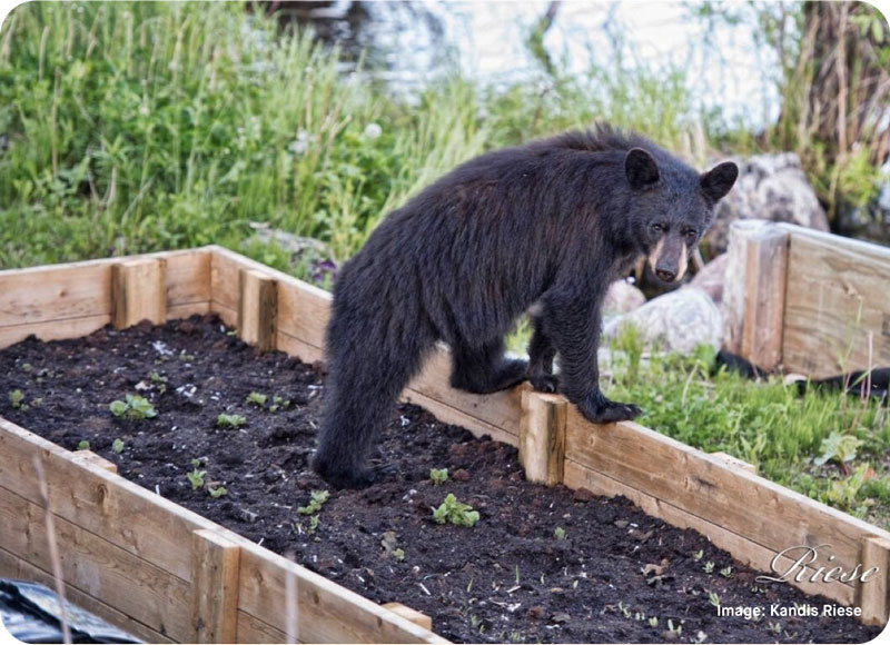Gardens & growing - Revelstoke Bear Aware Society